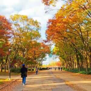 Osaka Weather in October! Temperature and precipitation | JAPANICLE