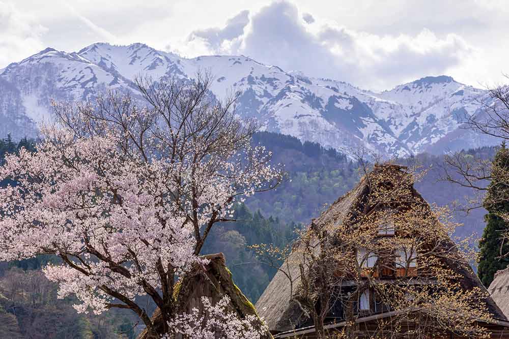 How to enjoy Japanese Spring! cherry blossoms, Nemophila etc. | JAPANICLE