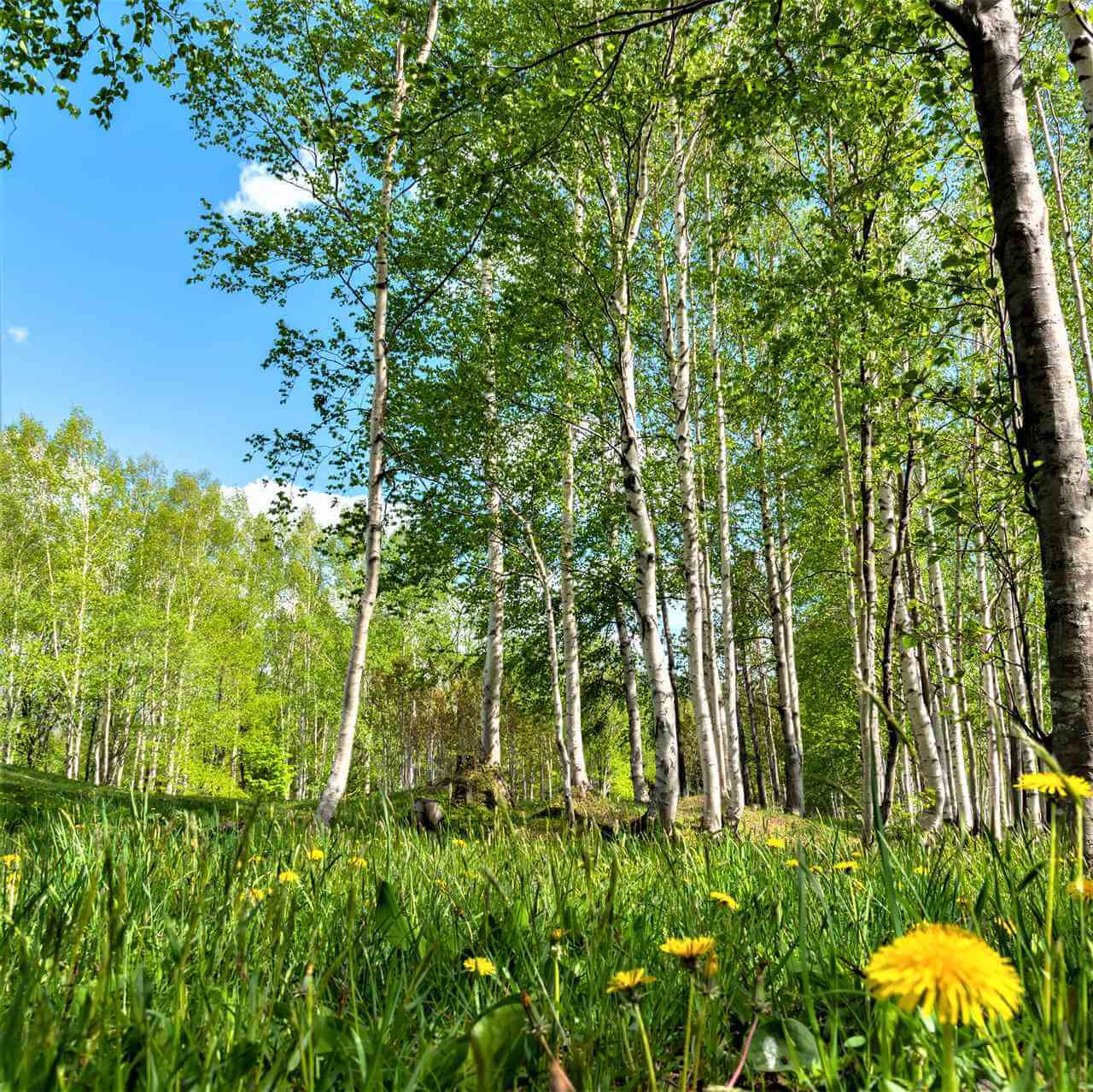 Photos: Tomamu in Hokkaido | JAPANICLE