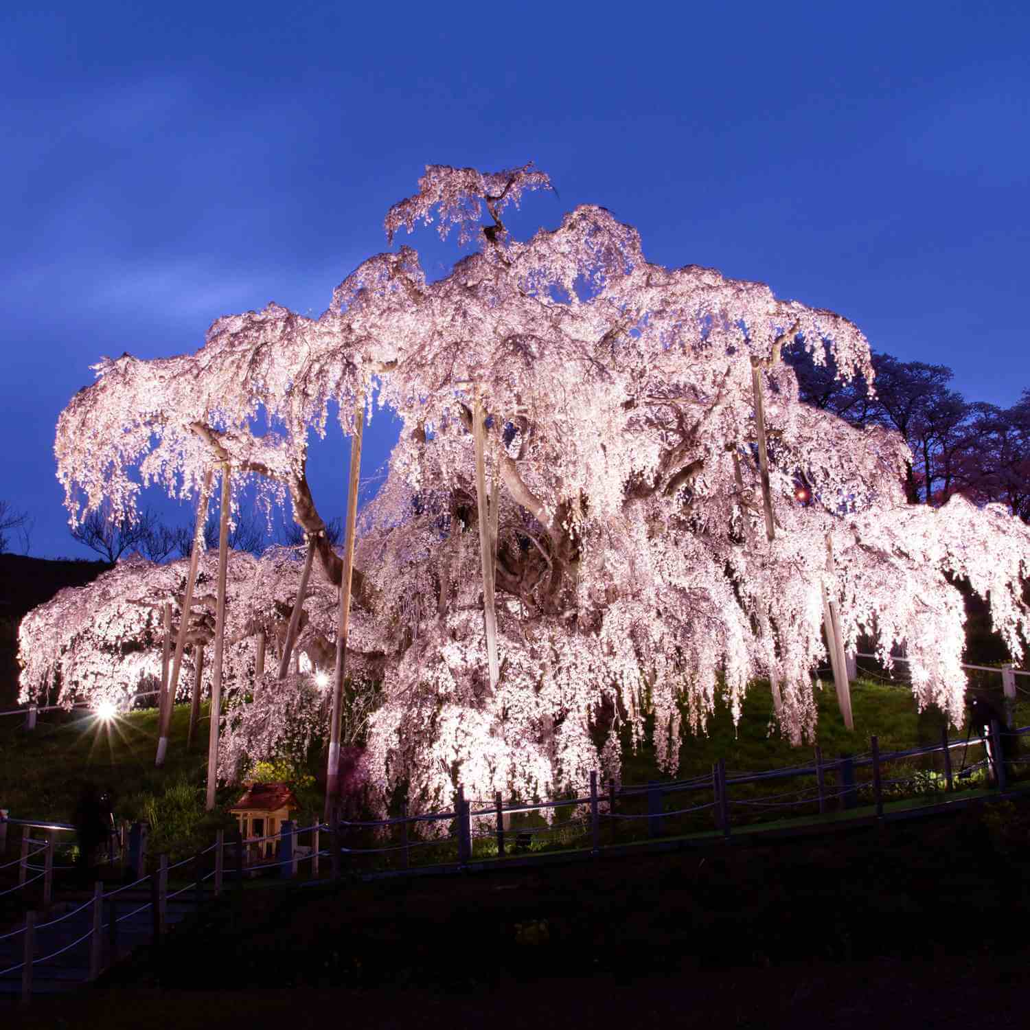 Photos: The Miharu Takizakura -The best cherry tree in Japan! | JAPANICLE