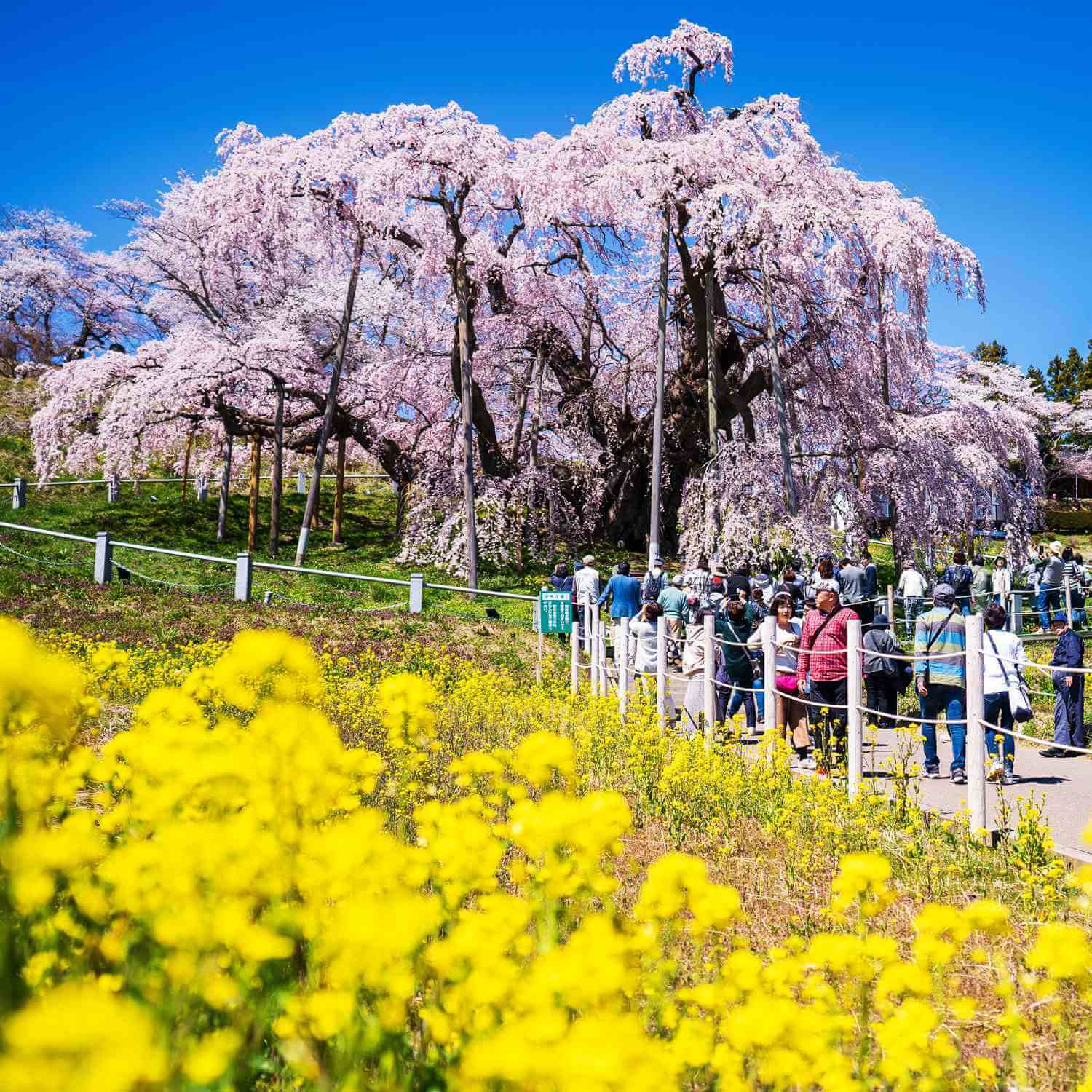 Photos: The Miharu Takizakura -The best cherry tree in Japan! | JAPANICLE