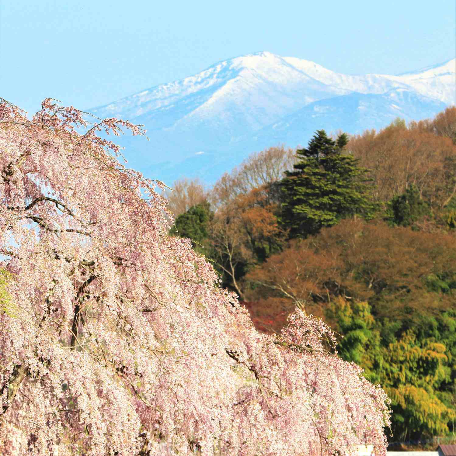 Photos: The Miharu Takizakura -The best cherry tree in Japan! | JAPANICLE