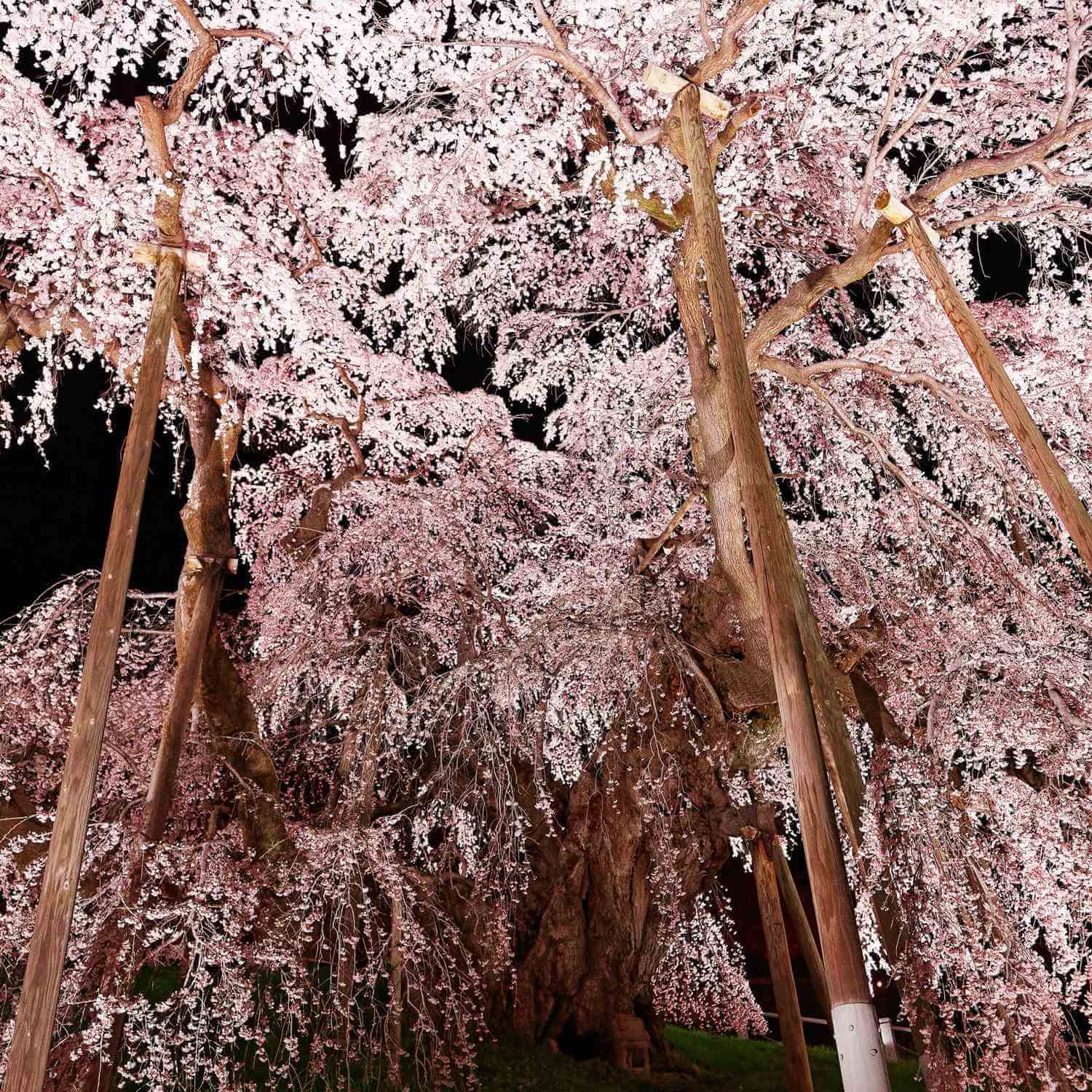 Photos: The Miharu Takizakura -The best cherry tree in Japan! | JAPANICLE