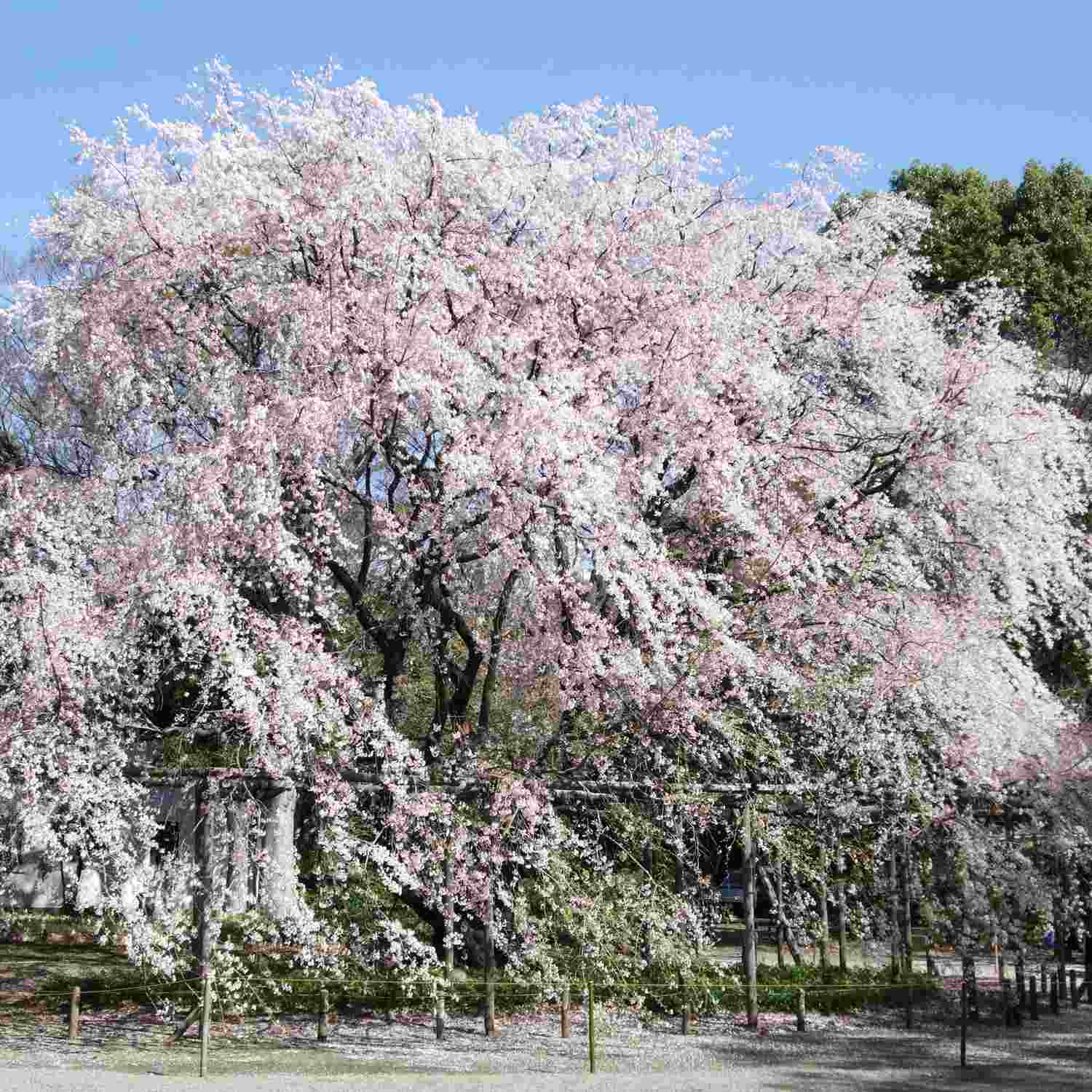 Photos: Rikugien Garden -A beautiful Japanese traditional garden in ...