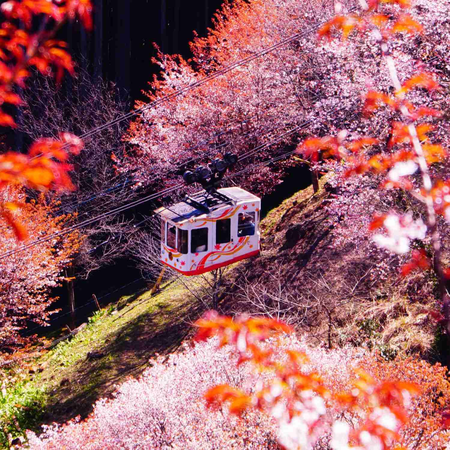 Photos: Mt. Yoshino -30,000 cherry trees bloom in spring! | JAPANICLE
