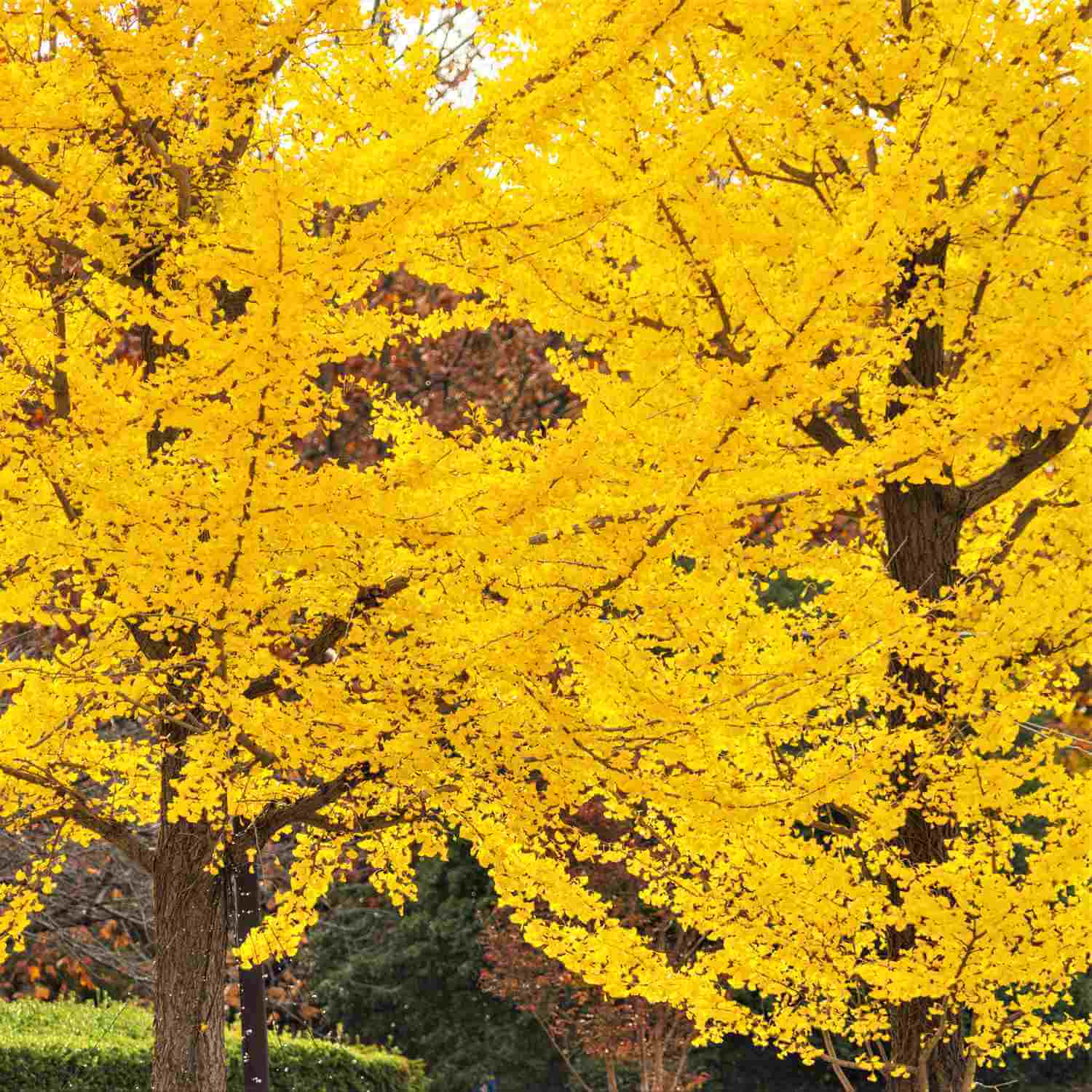 Photos: The Showa Kinen Park | JAPANICLE