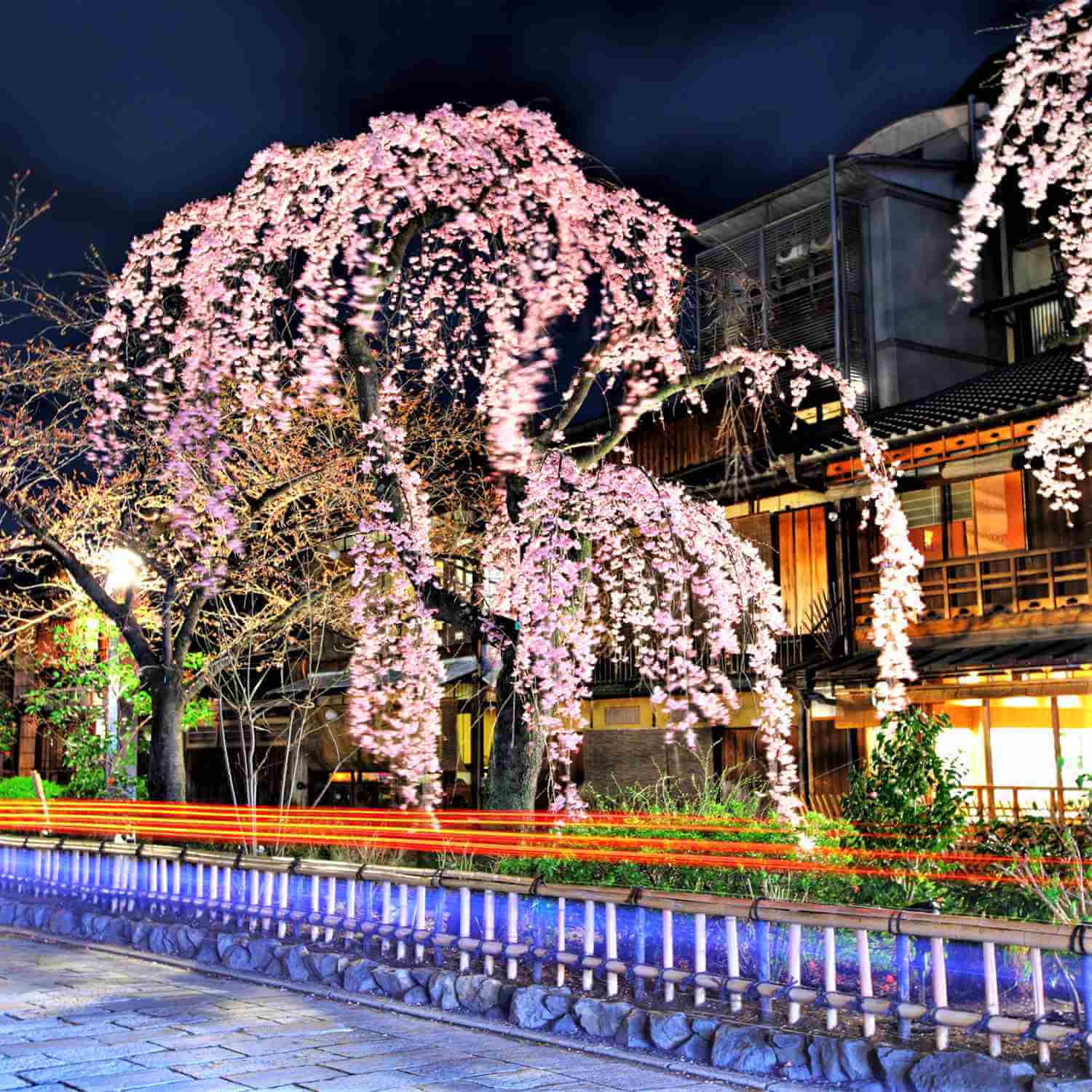 Photos: Sakura- Cherry blossoms in Japan | JAPANICLE