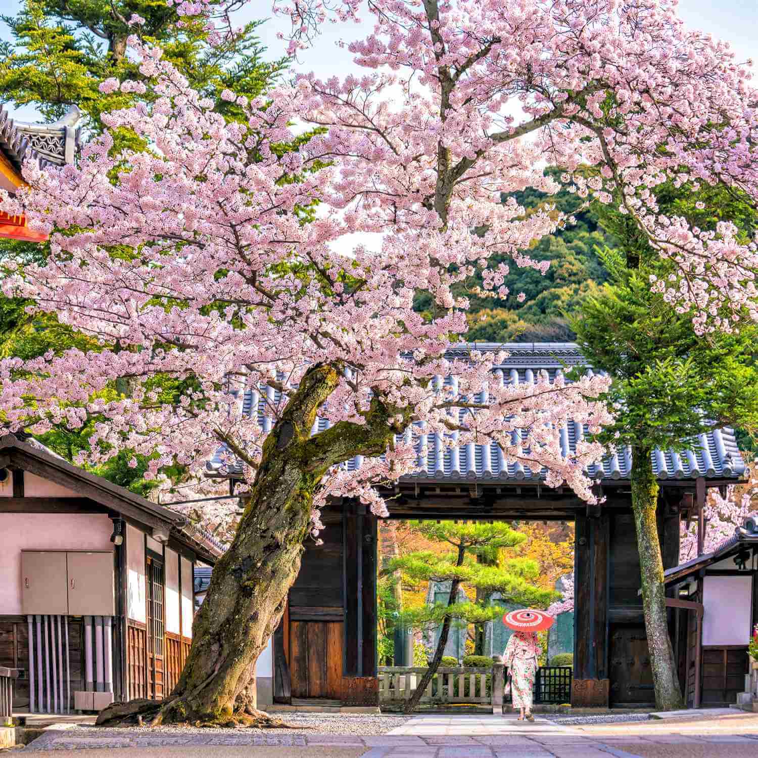 Photos: Sakura- Cherry blossoms in Japan | JAPANICLE