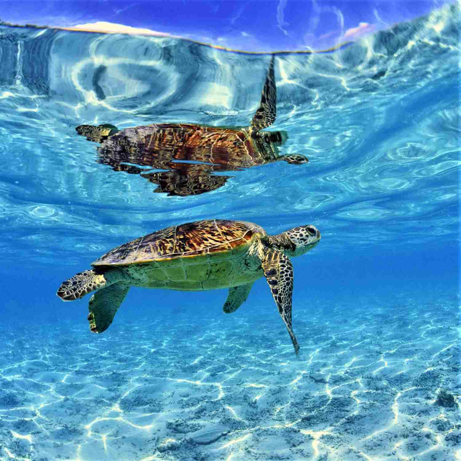 Photos: Okinawa’s Beautiful Sea 1 -Enjoy the endlessly clear waters ...