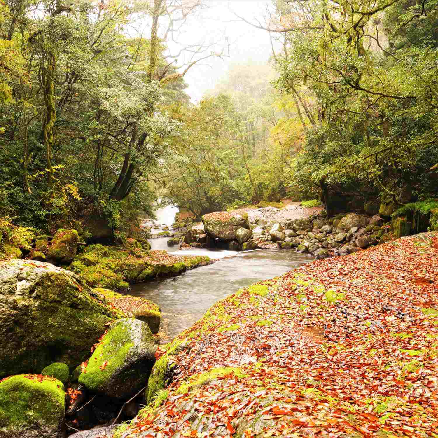 Photos: Kikuchi Keikoku (Kikuchi Gorge) | JAPANICLE