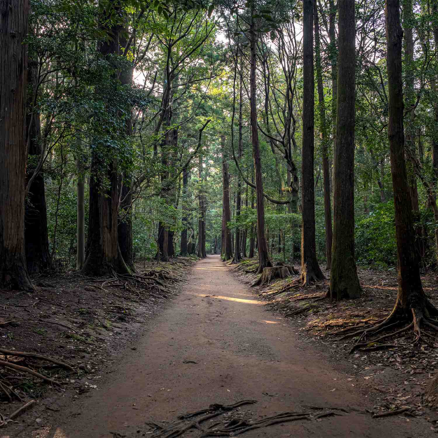 Photos: Kashima-jingu Shrine in Ibaraki Prefecture | JAPANICLE