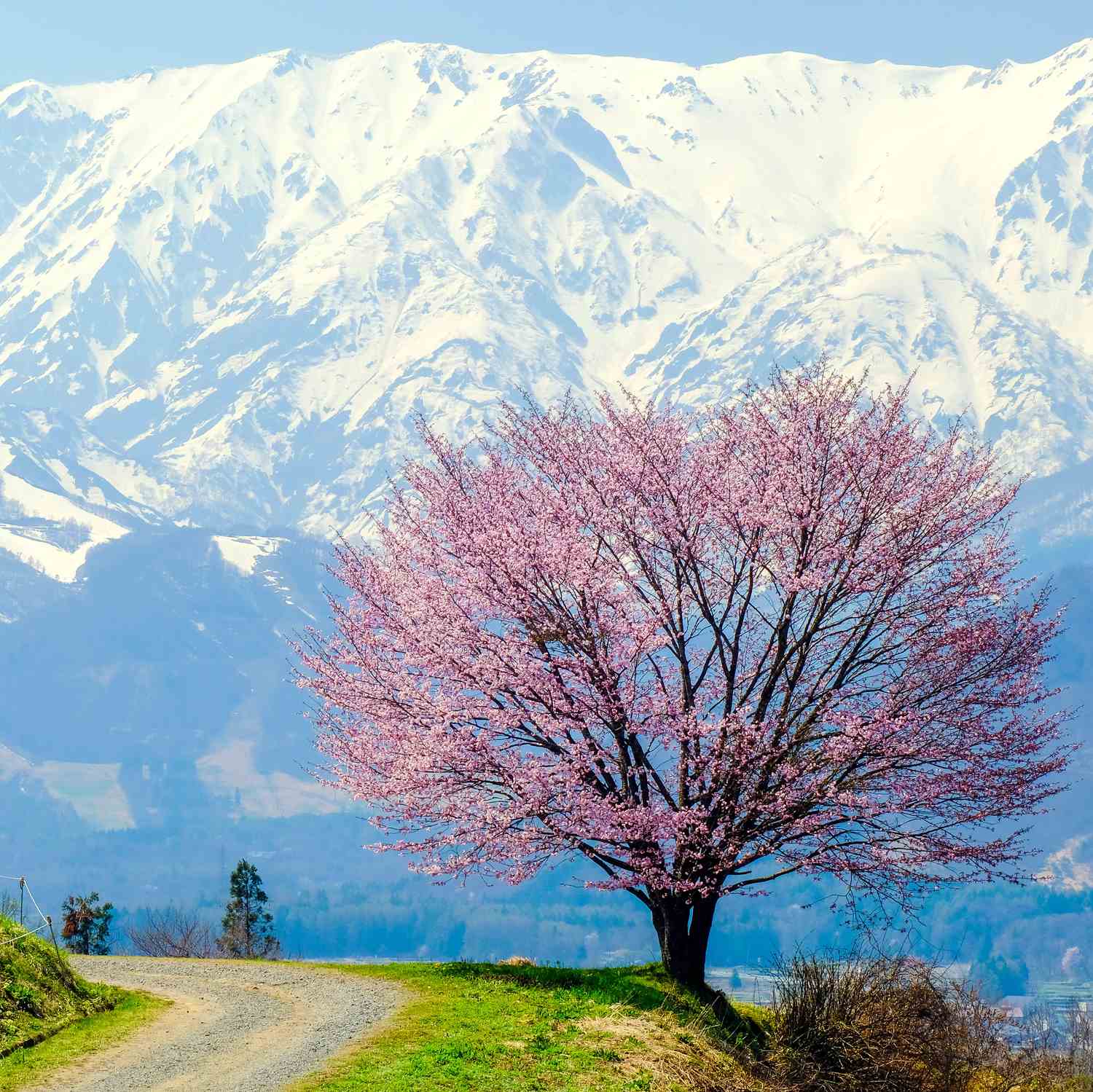 Photos: Spring Snow -The Amazing Contrast of Flowers and Mountain Snow ...
