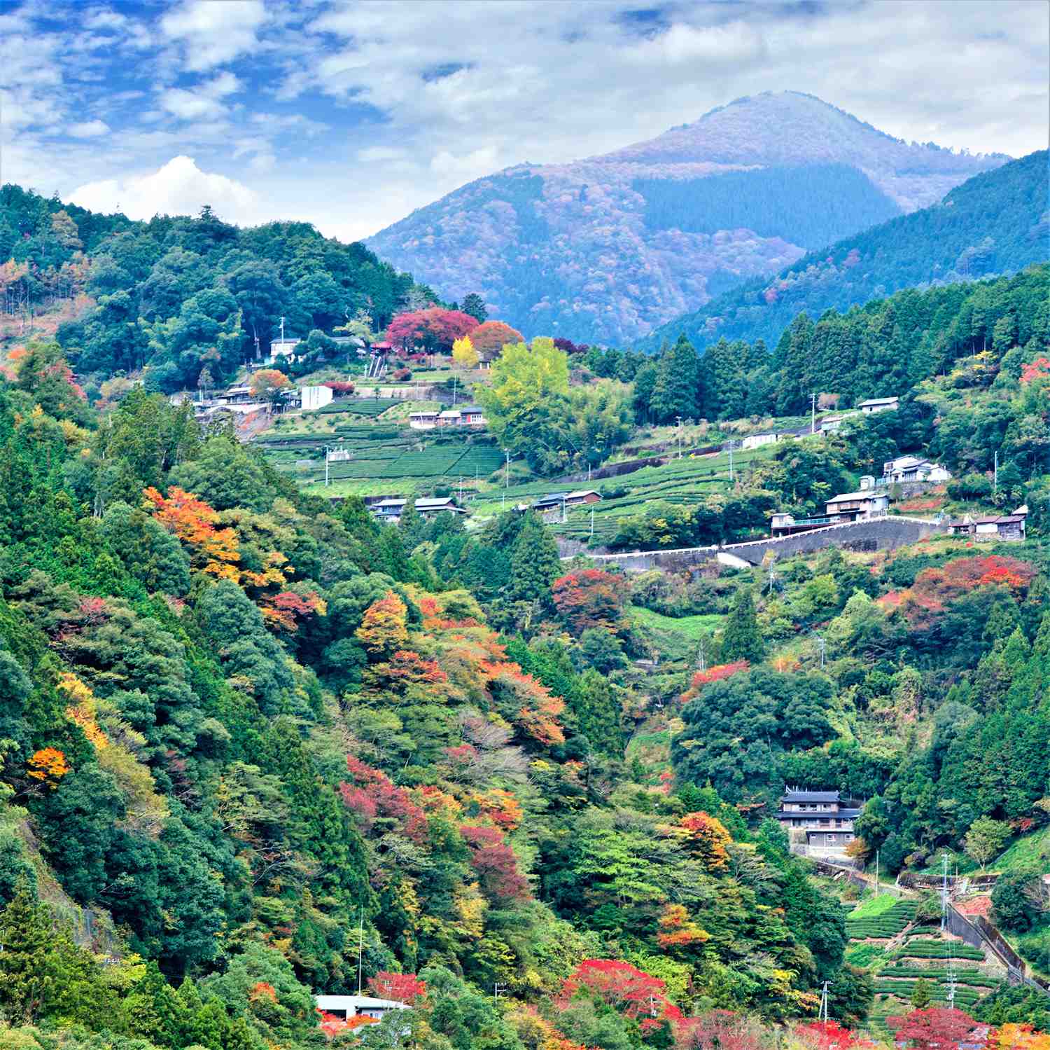 Photos: Iya Kazura Bridge in Tokushima, Shikoku -Can you cross this ...