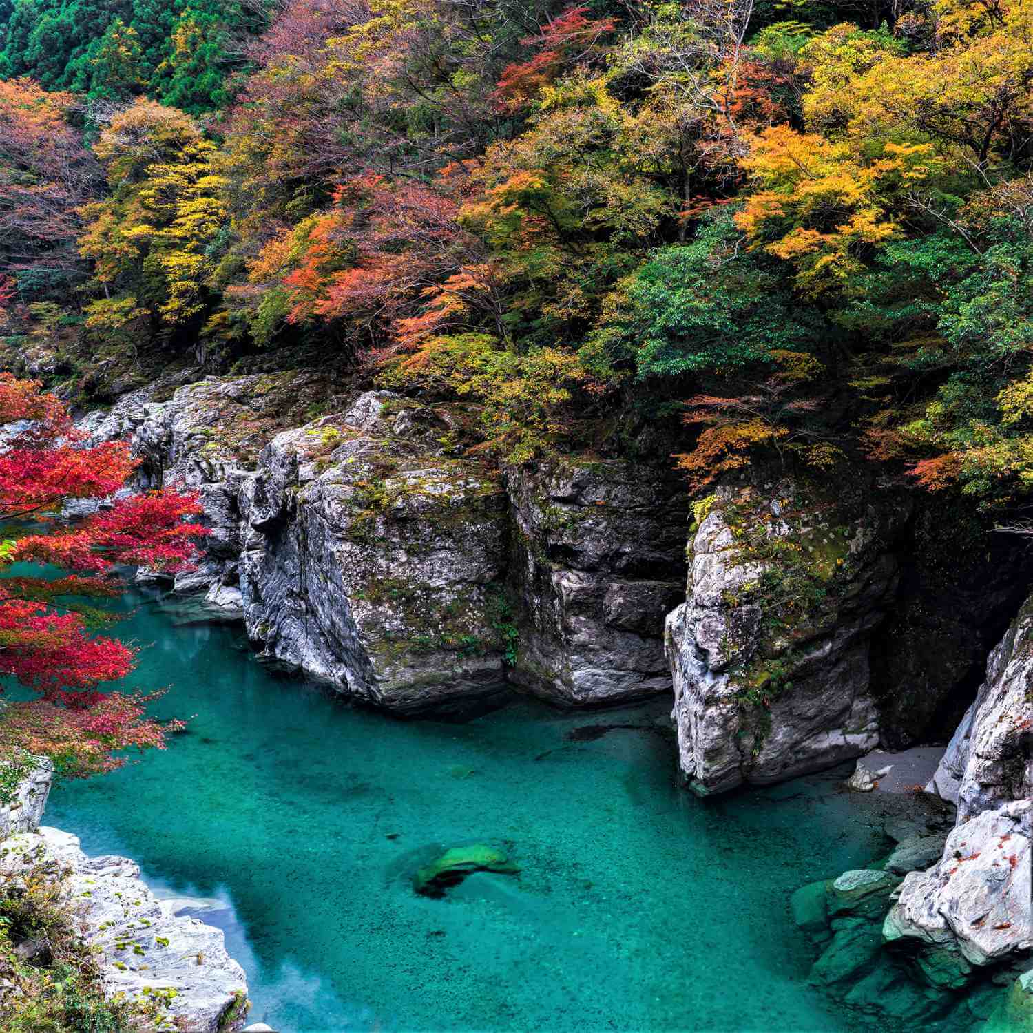 Photos: Iya Kazura Bridge in Tokushima, Shikoku -Can you cross this ...