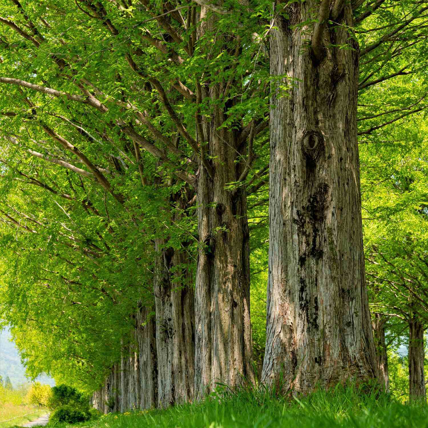 Photos: Row of metasequoia trees in Takashima City, Shiga Prefecture ...
