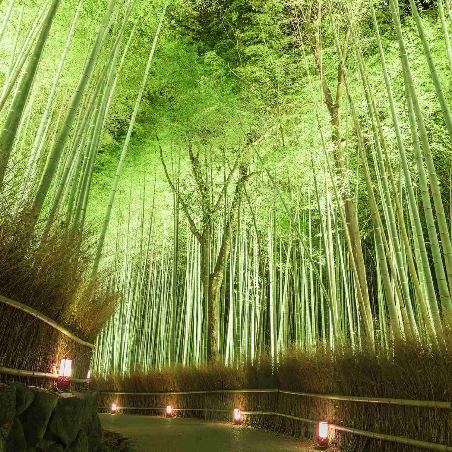 Photos: The fantastic illumination “Hanatouro” in Arashiyama, Kyoto ...