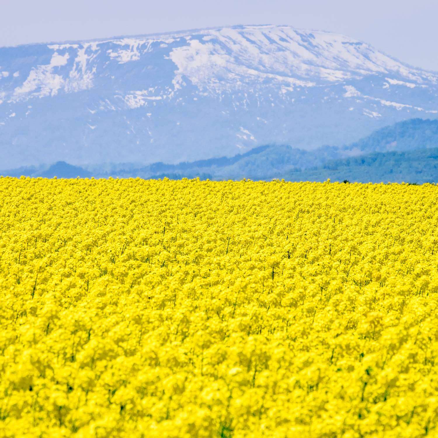Photos: Spring Landscape in Hokkaido | JAPANICLE