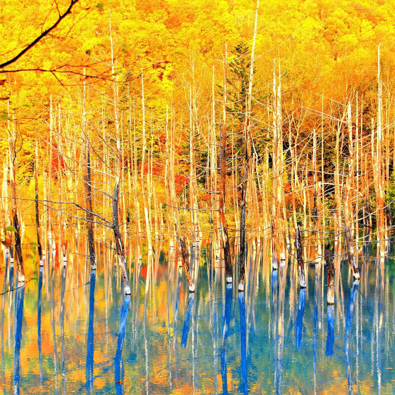 Photos: Autumn Landscape in Hokkaido | JAPANICLE