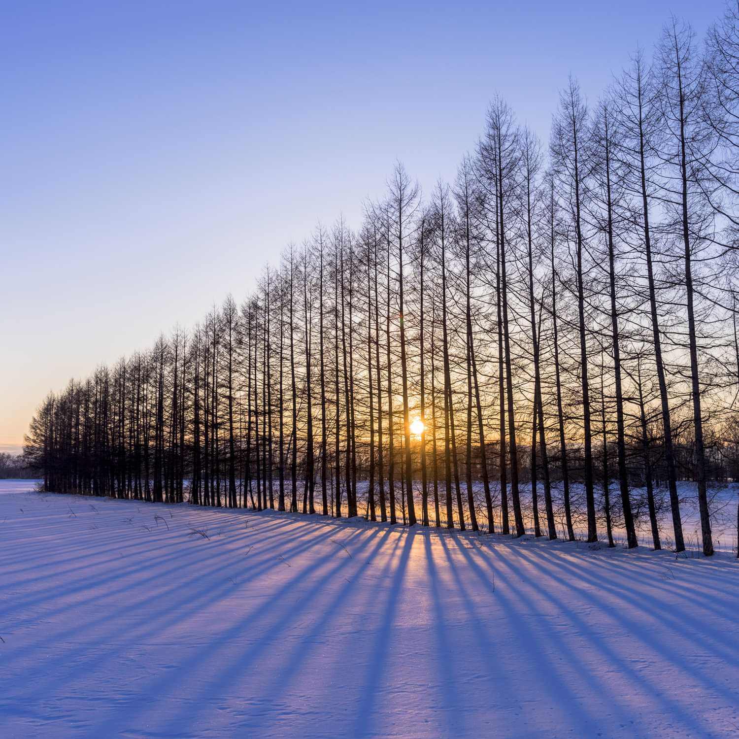 Photos: Winter landscape in Hokkaido | JAPANICLE