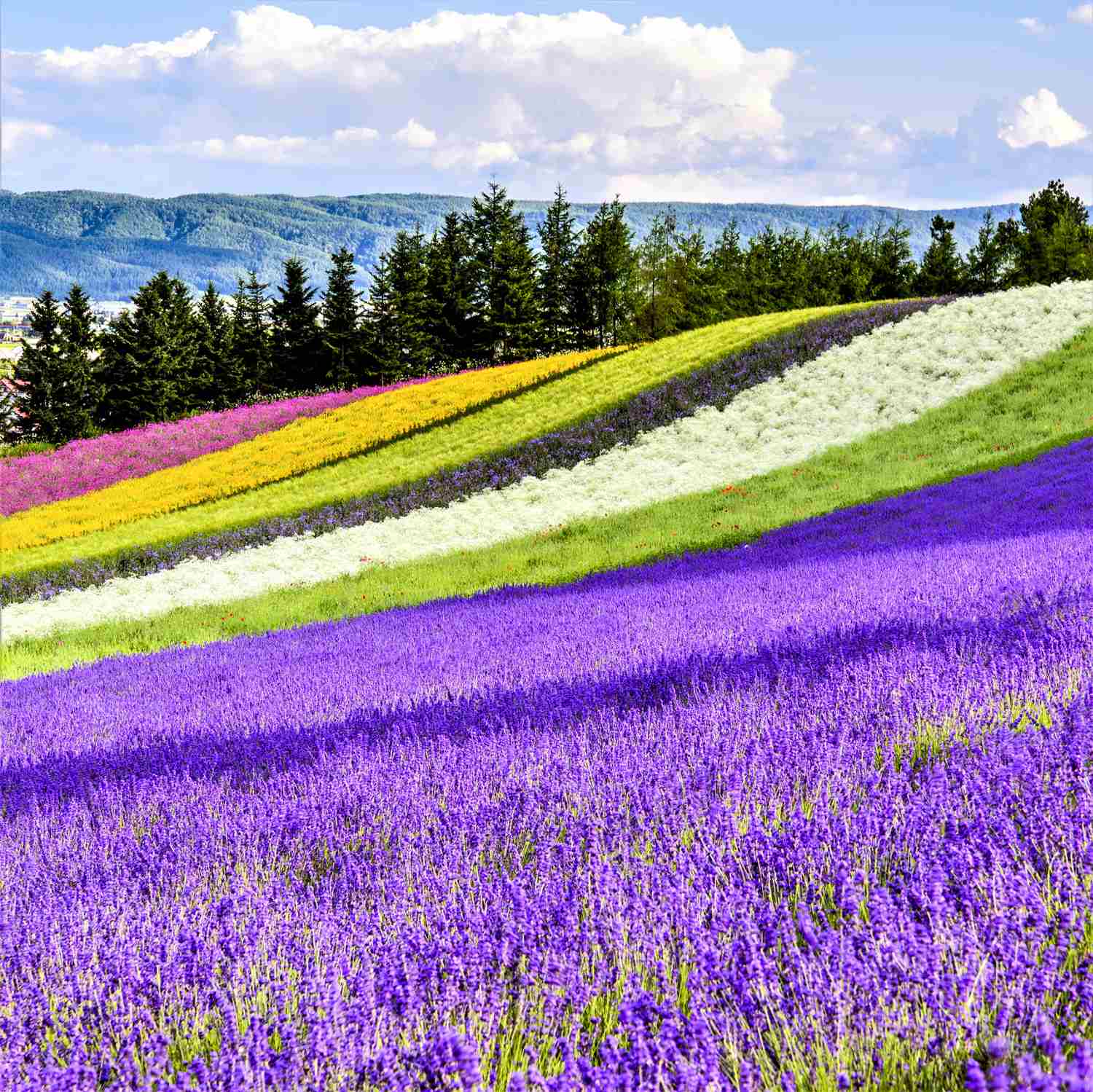 Photos: The Four Seasons in Furano | JAPANICLE