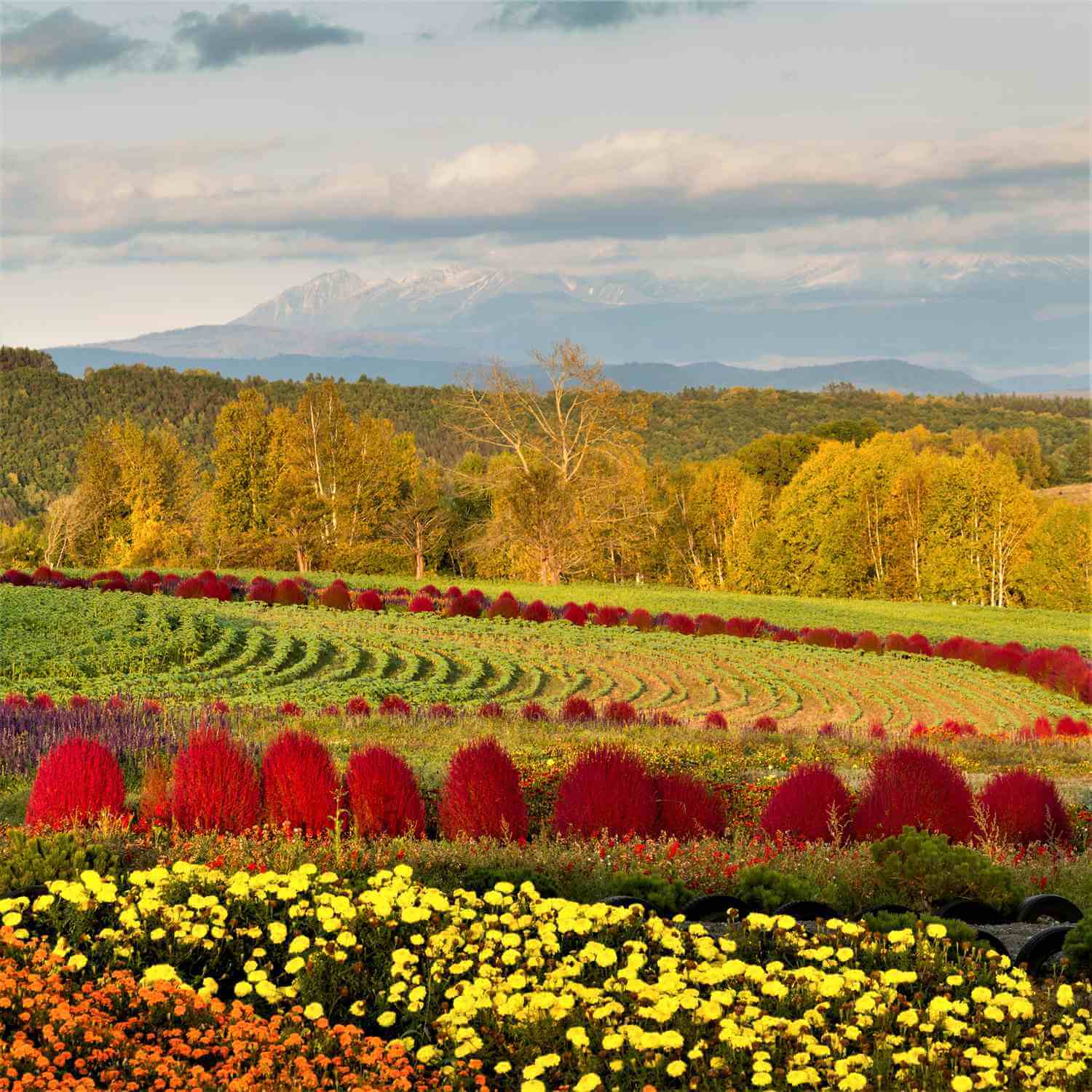 Photos: The Four Seasons in Furano | JAPANICLE