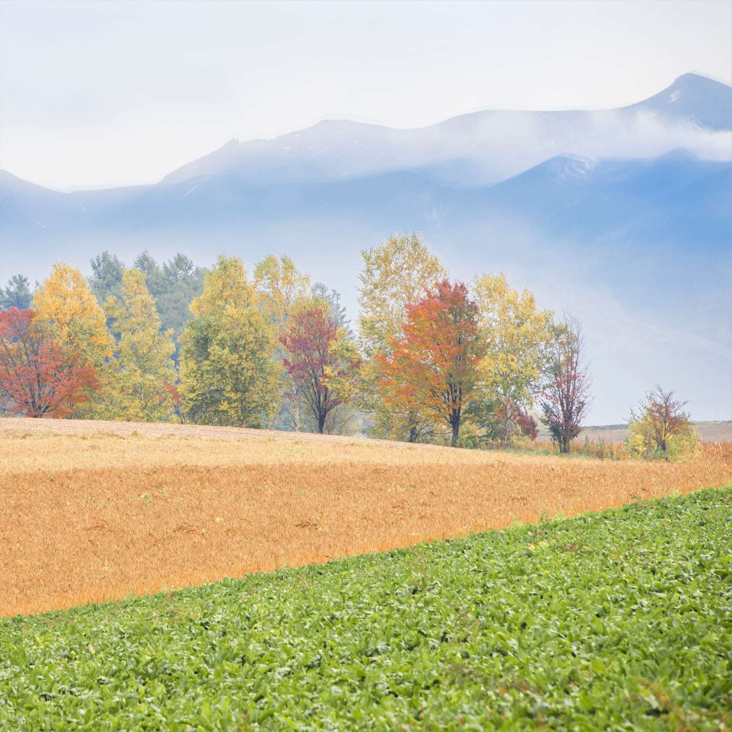 Photos: The Four Seasons in Furano | JAPANICLE