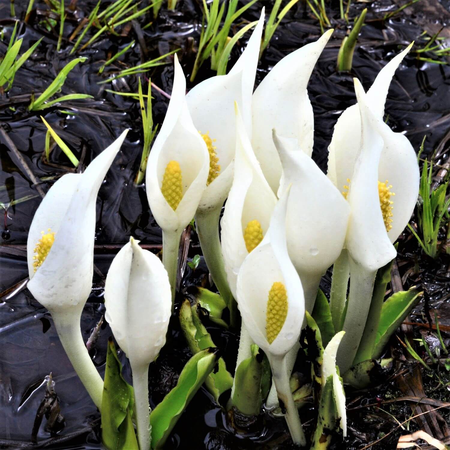 Photos: Oze in Gunma Prefecture | JAPANICLE