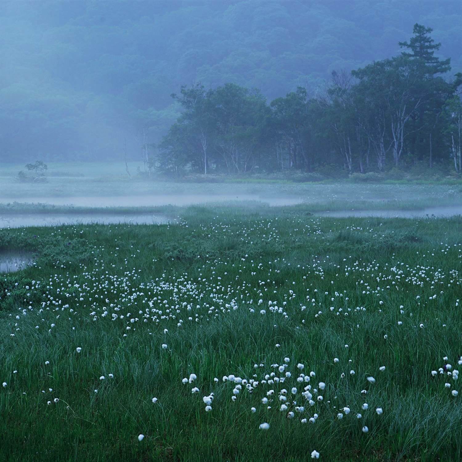 Photos: Oze in Gunma Prefecture | JAPANICLE