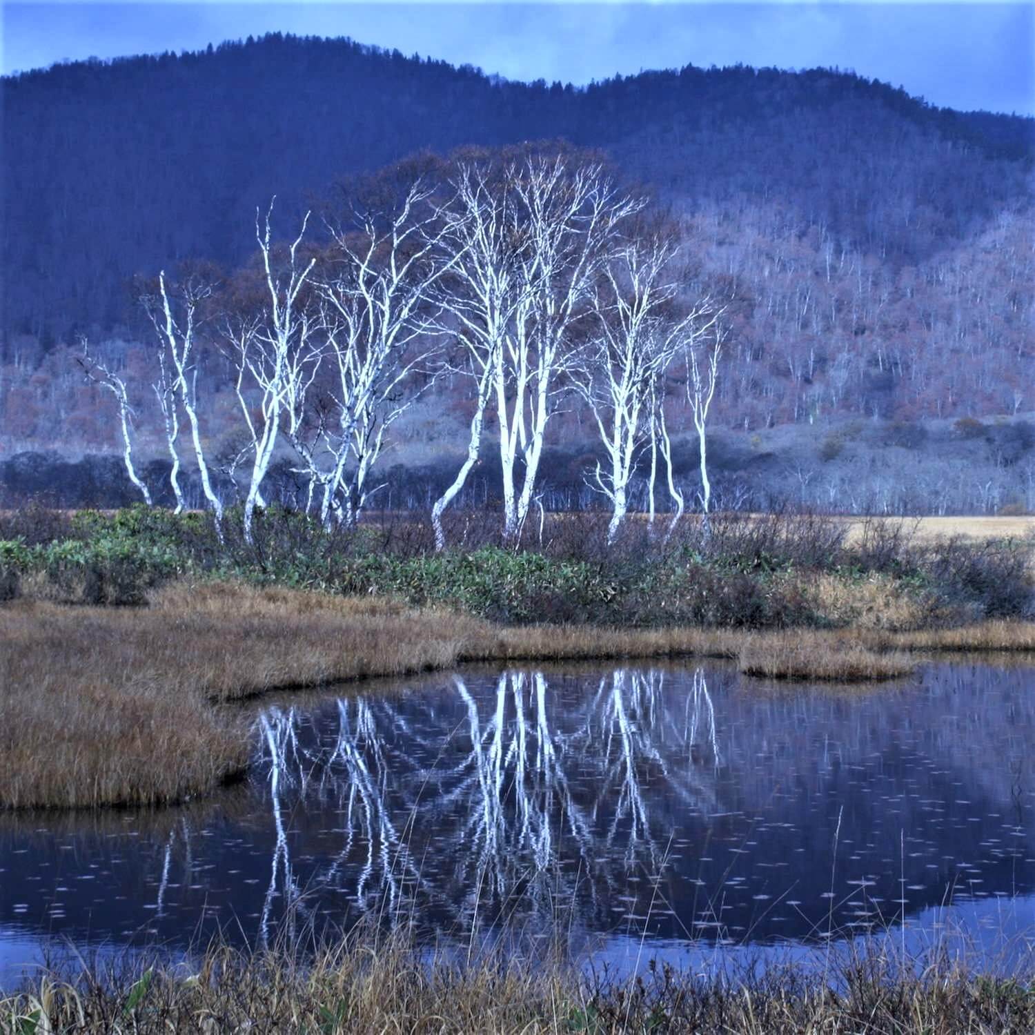 Photos: Oze in Gunma Prefecture | JAPANICLE