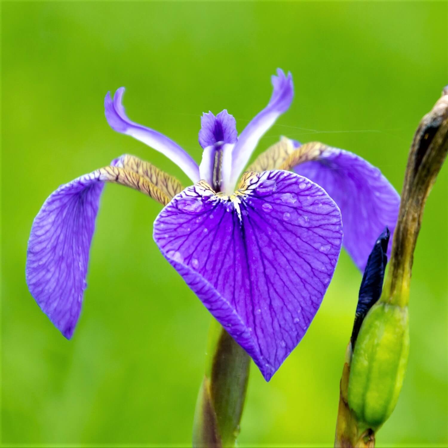 Photos: Oze in Gunma Prefecture | JAPANICLE