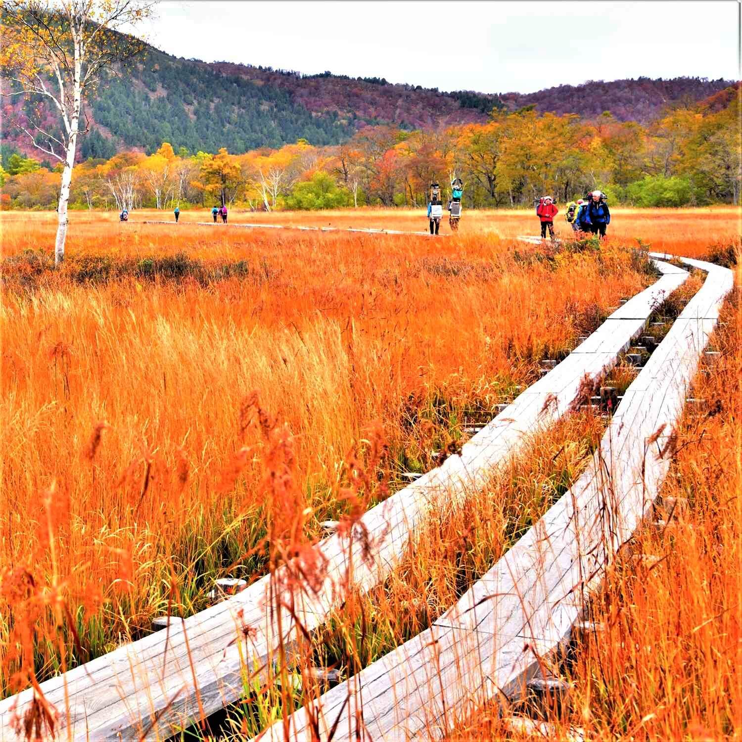 Photos: Oze in Gunma Prefecture | JAPANICLE