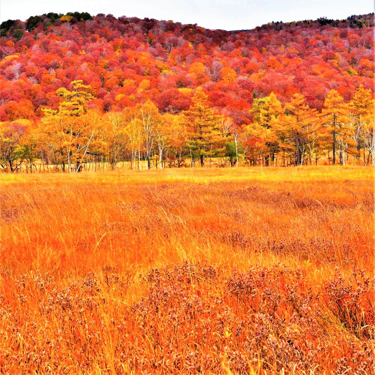 Photos: Oze in Gunma Prefecture | JAPANICLE