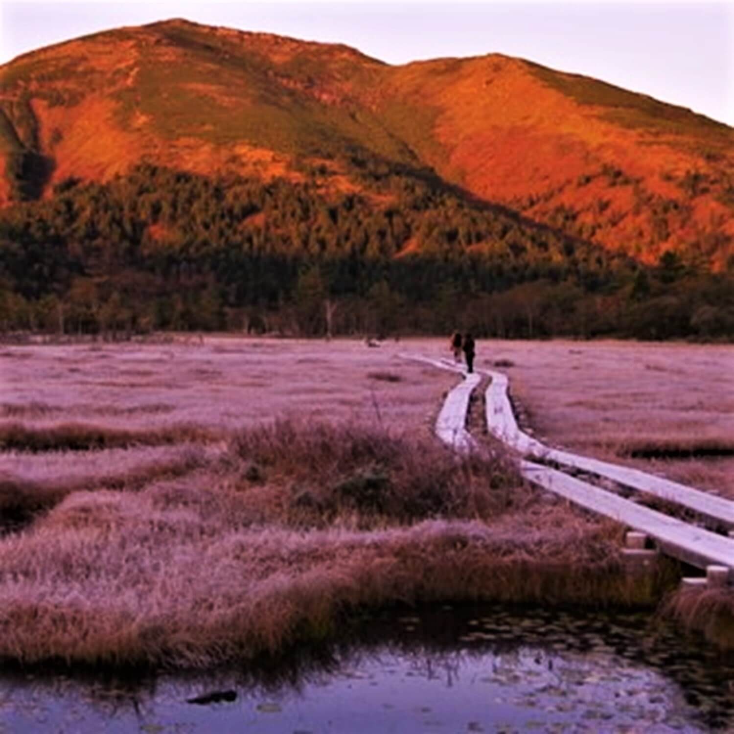 Photos: Oze in Gunma Prefecture | JAPANICLE