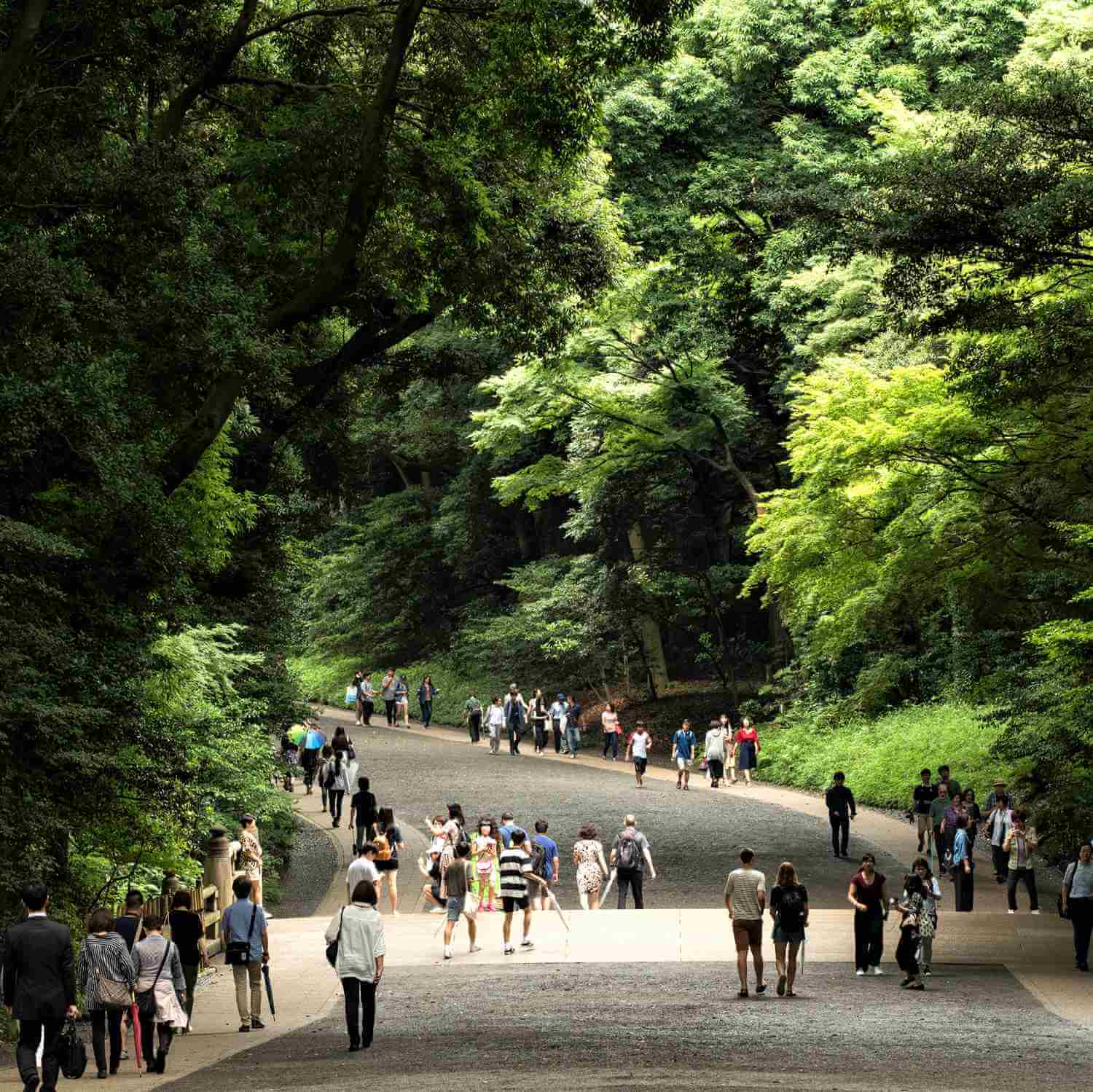 Photos: Meiji Jingu Shrine -The largest shrine in Tokyo with a vast ...