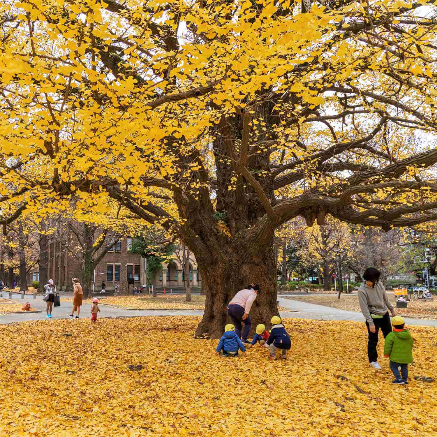 Photos: Let’s go to the University of Tokyo! | JAPANICLE