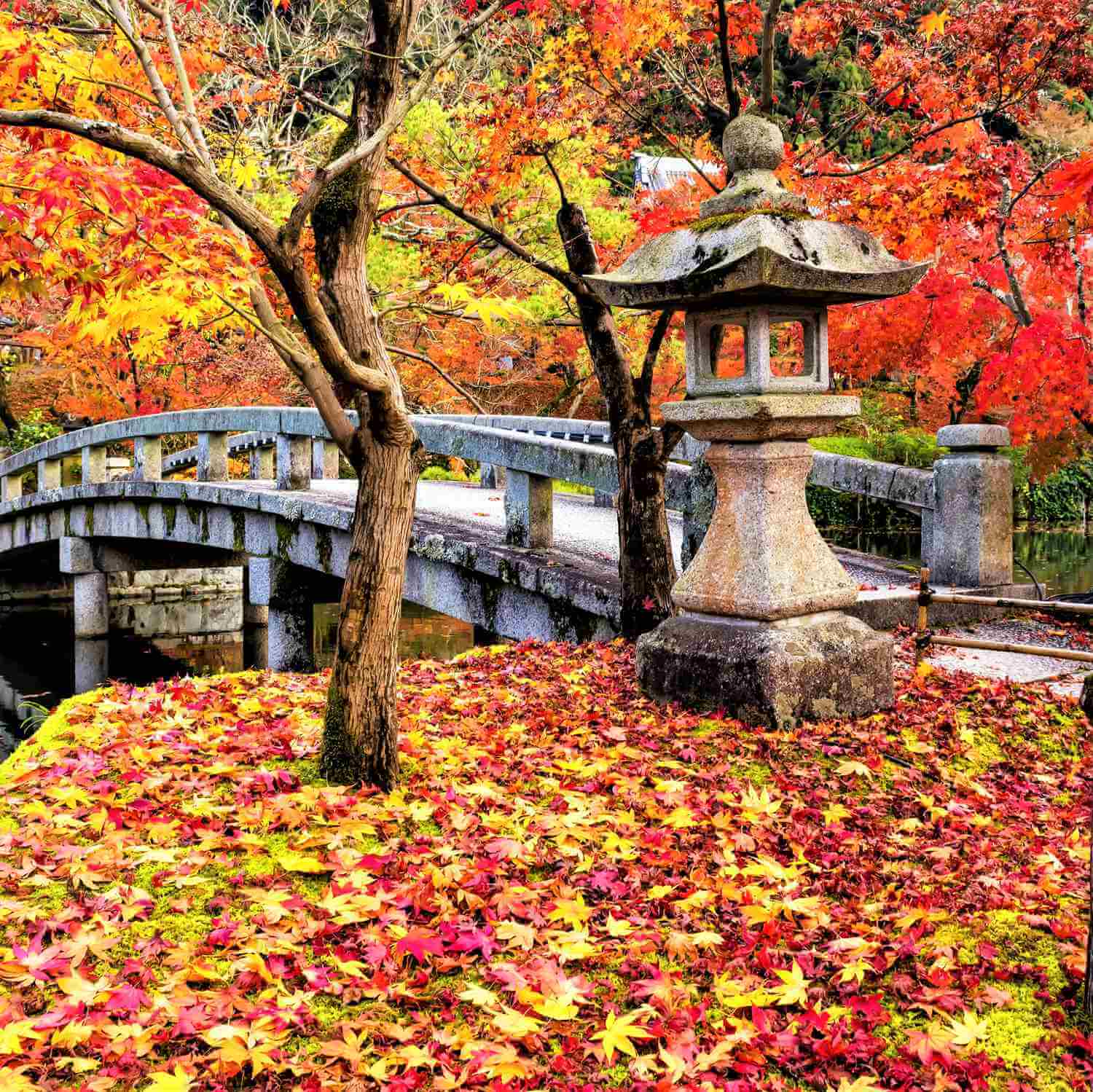 Photos: Eikando Zenrin-ji Temple -The temple with the most beautiful ...