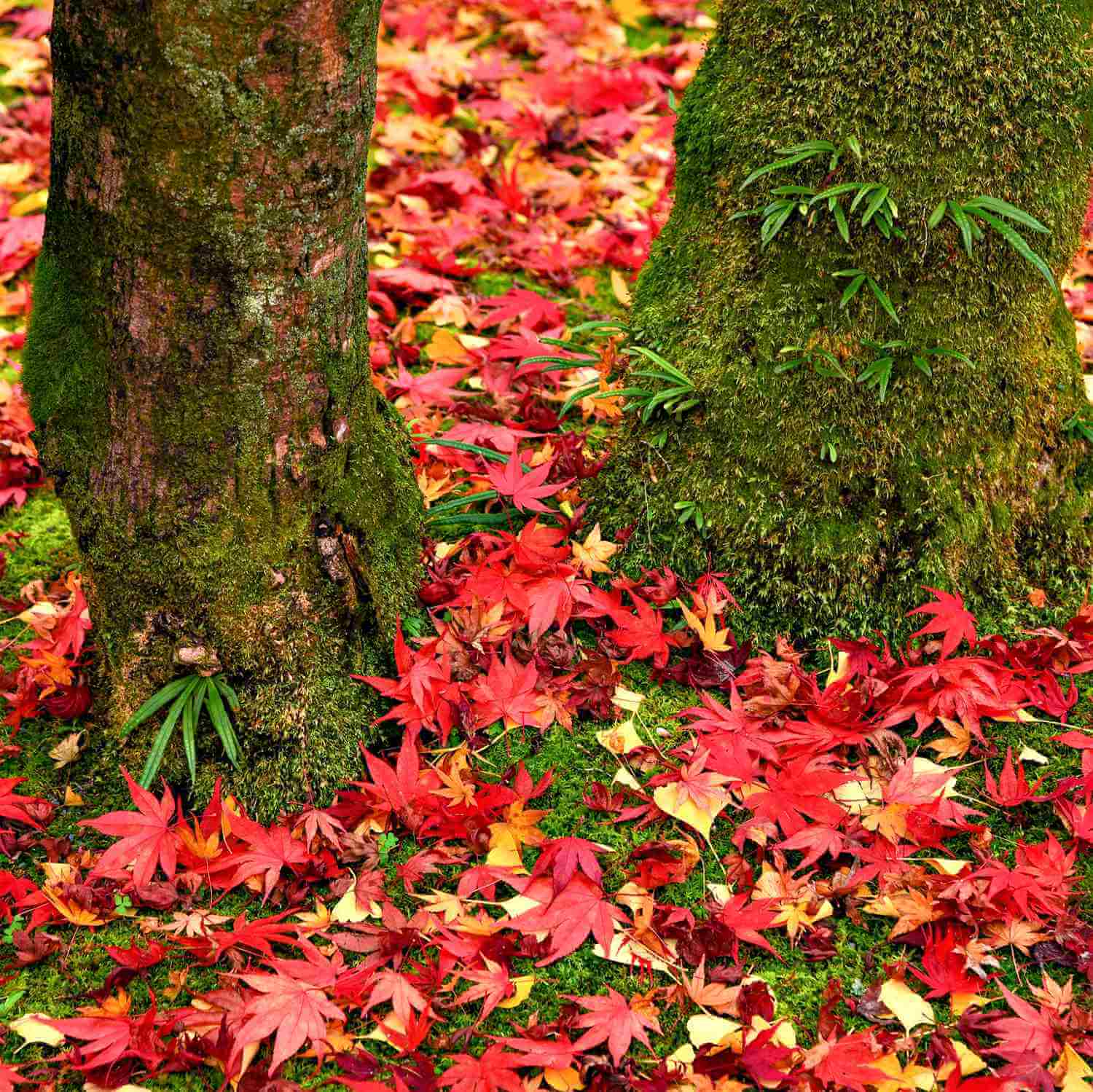 Photos: Eikando Zenrin-ji Temple -The temple with the most beautiful ...