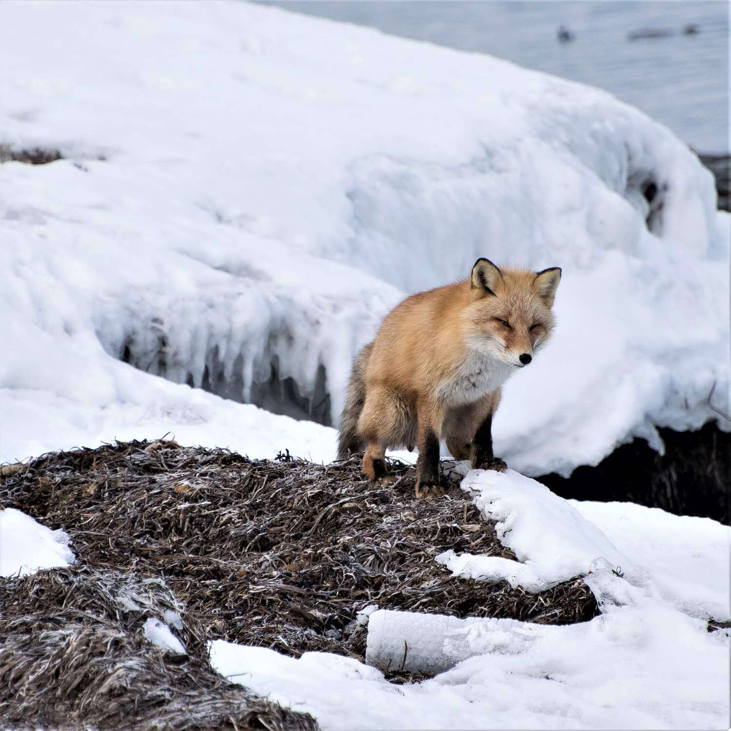 Photos: Wakkanai -The northernmost town of Hokkaido | JAPANICLE