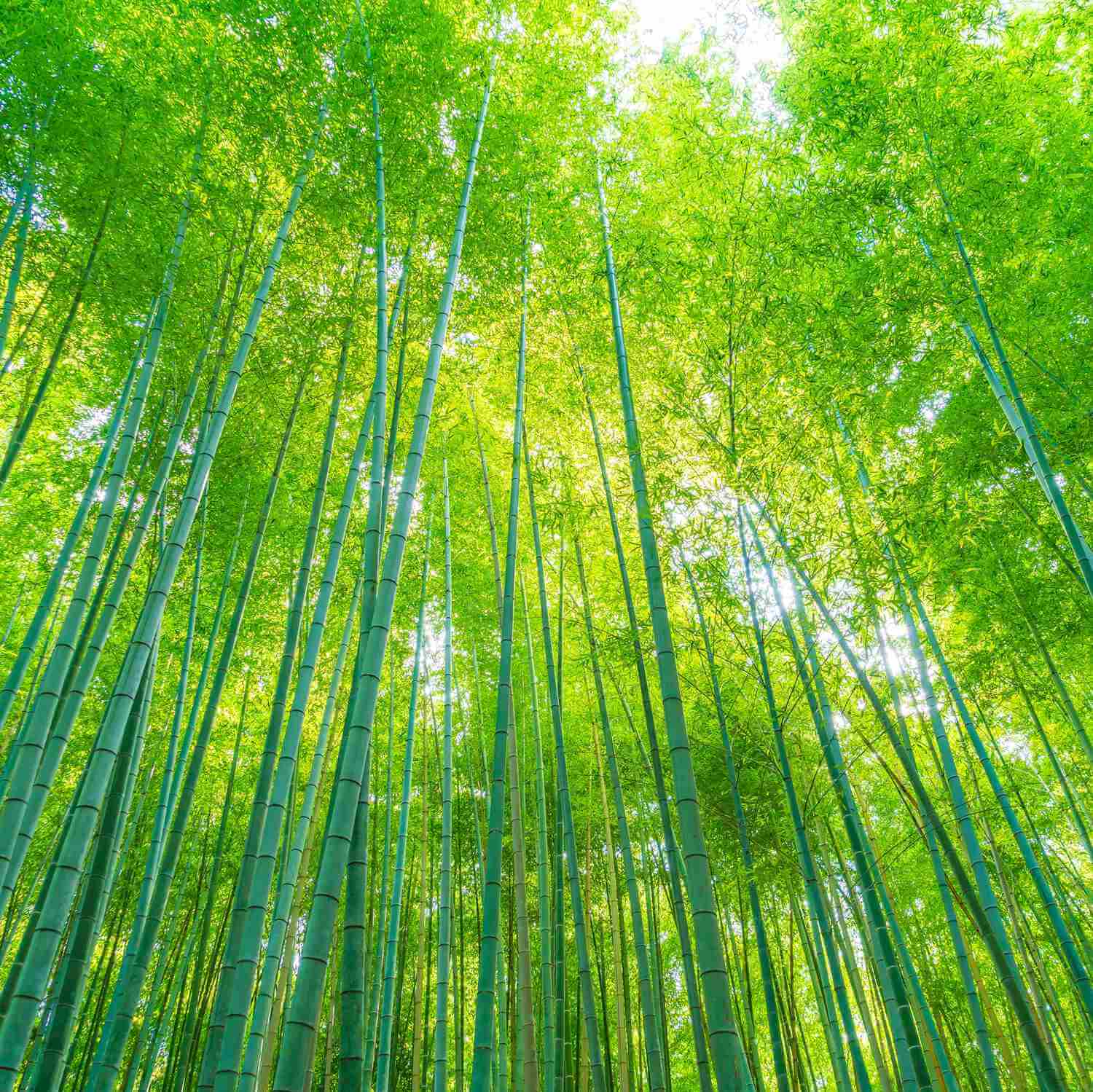 Photos: Japanese Bamboo Culture -Arashiyama Bamboo Forest, etc. | JAPANICLE