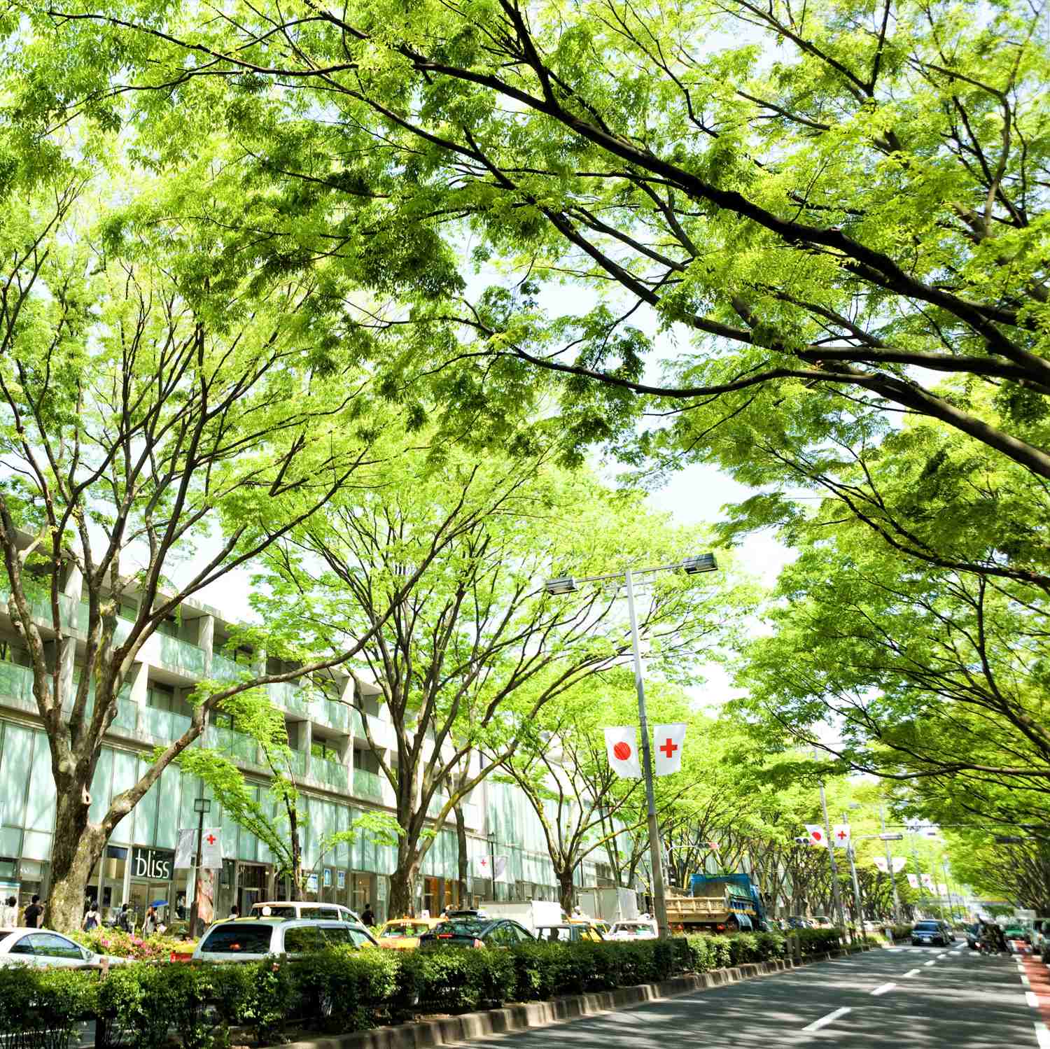 Photos: Omotesando in Tokyo | JAPANICLE
