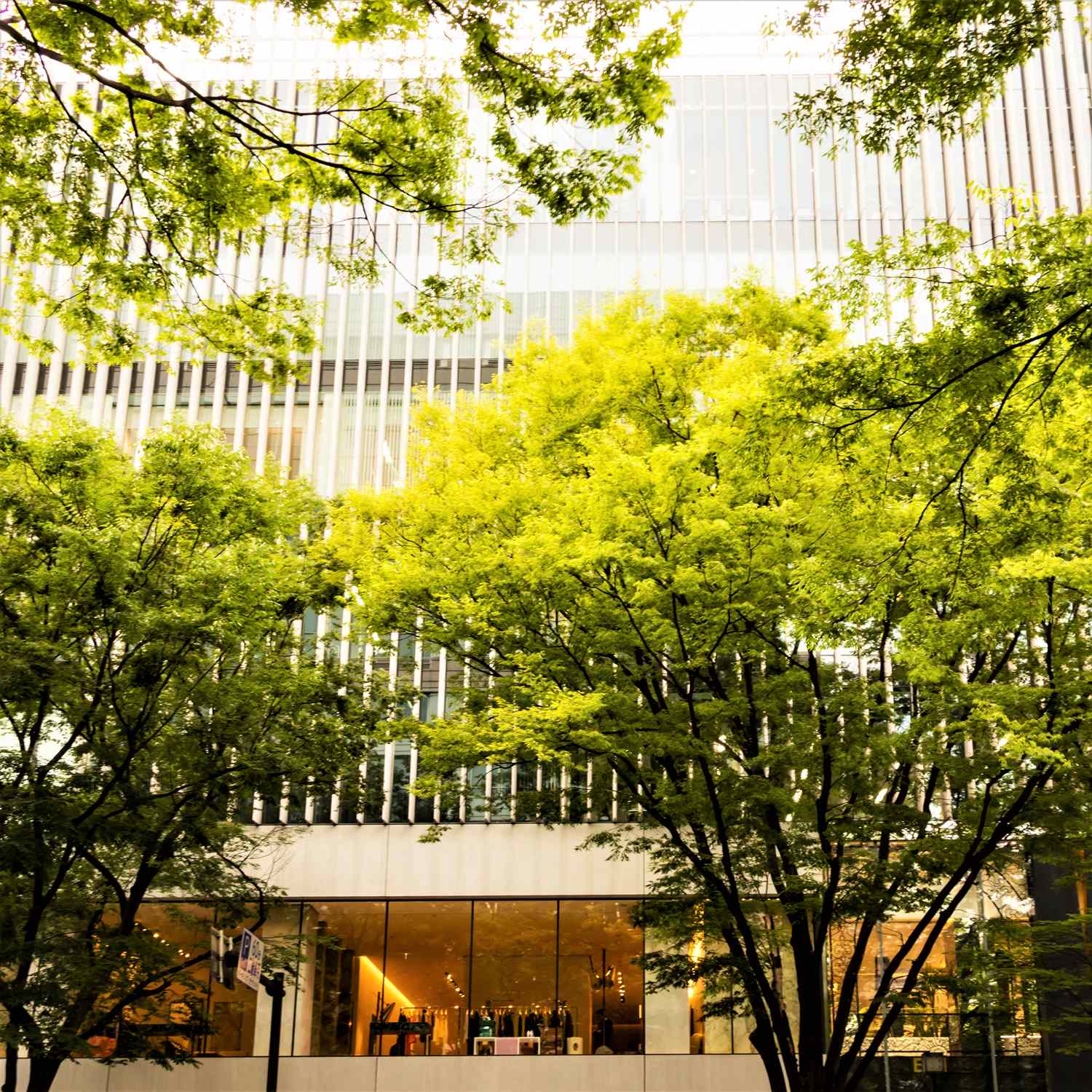 Photos: Omotesando in Tokyo | JAPANICLE