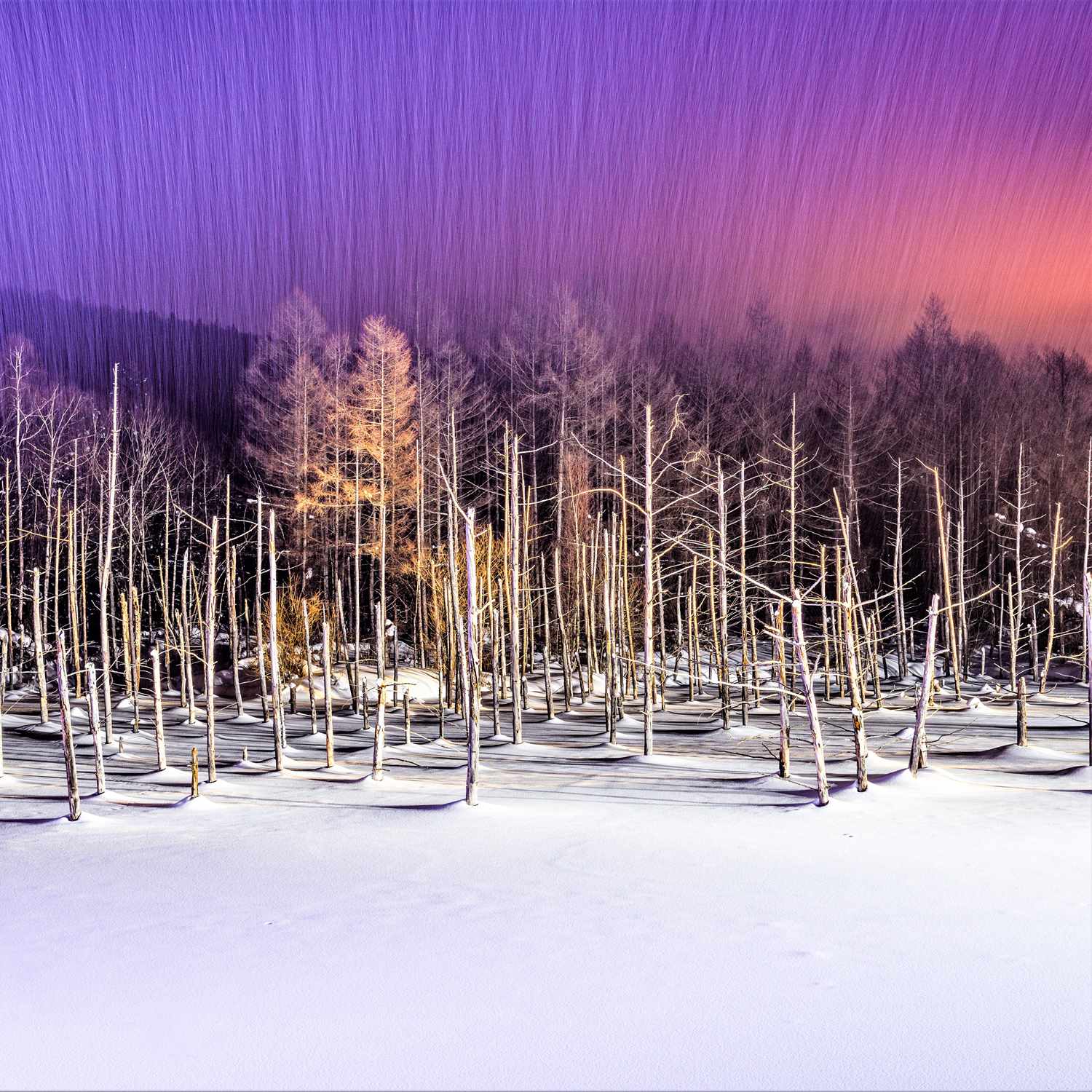 Photos: Blue Pond in Biei, Hokkaido | JAPANICLE
