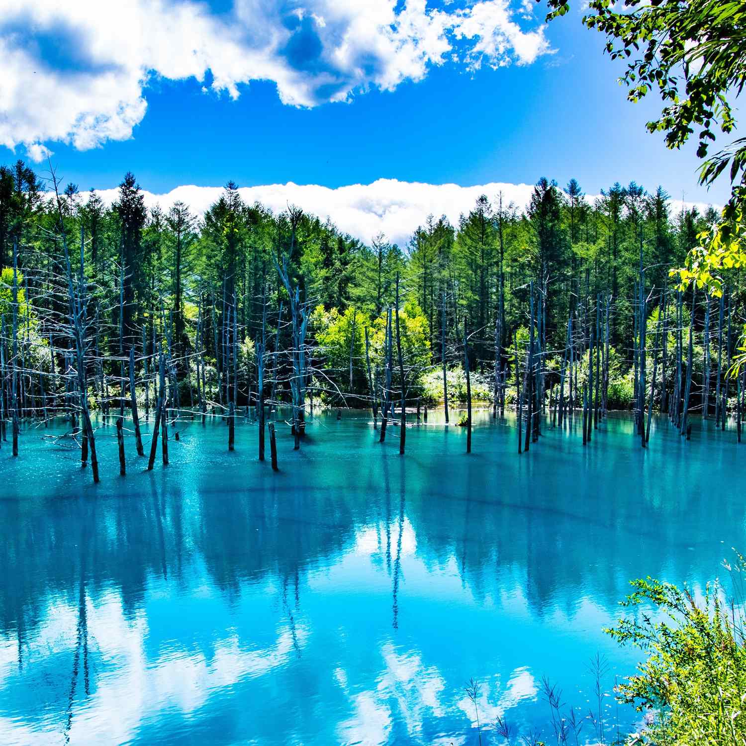 Photos: Blue Pond in Biei, Hokkaido | JAPANICLE