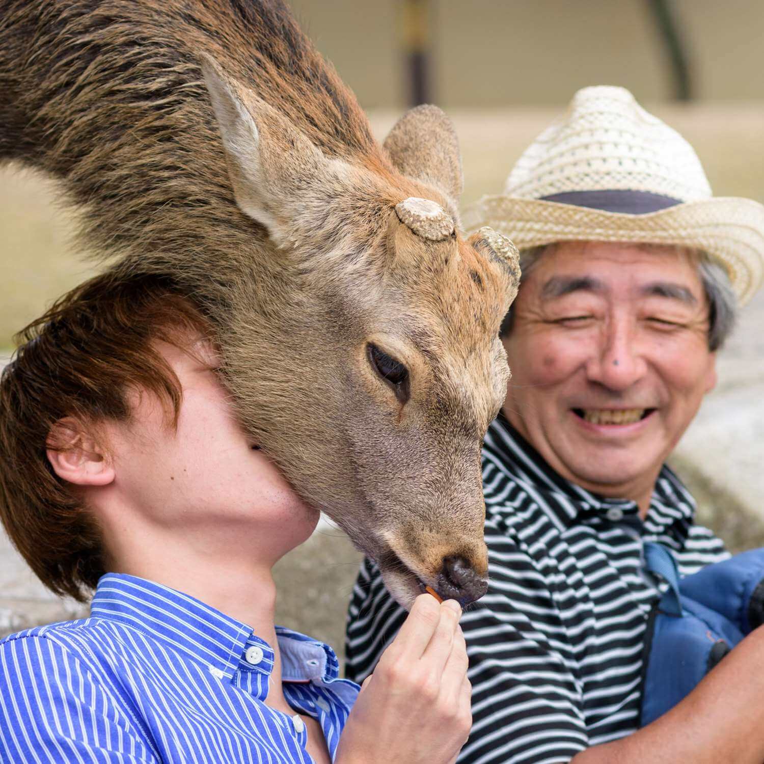 Photos: 1,400 wild deer in Nara City, the ancient capital of Japan ...