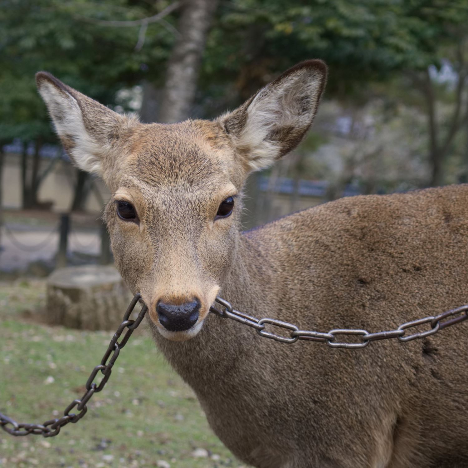 Photos: 1,400 wild deer in Nara City, the ancient capital of Japan ...