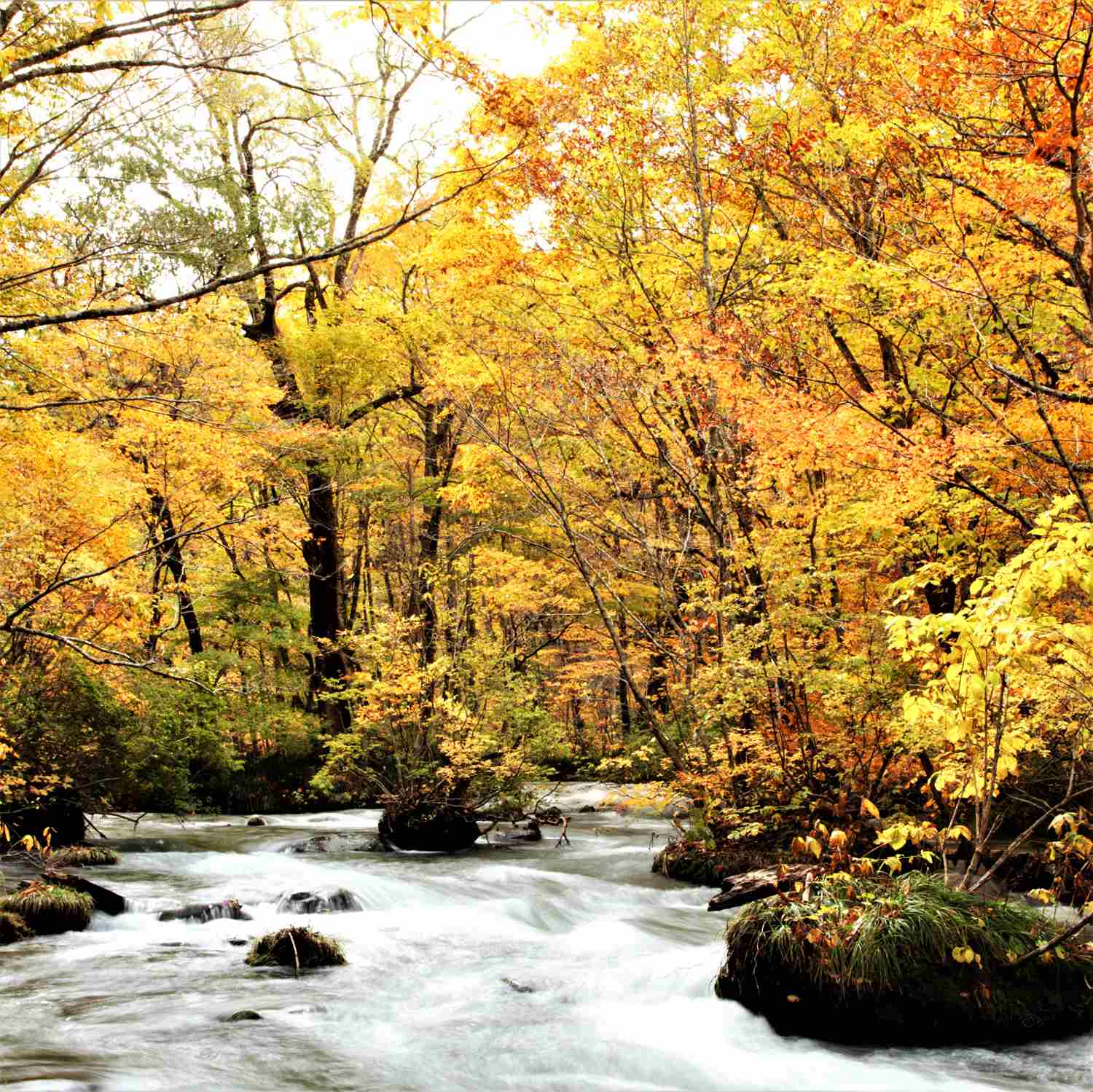 Photos: Oirase Stream in Aomori Prefecture | JAPANICLE