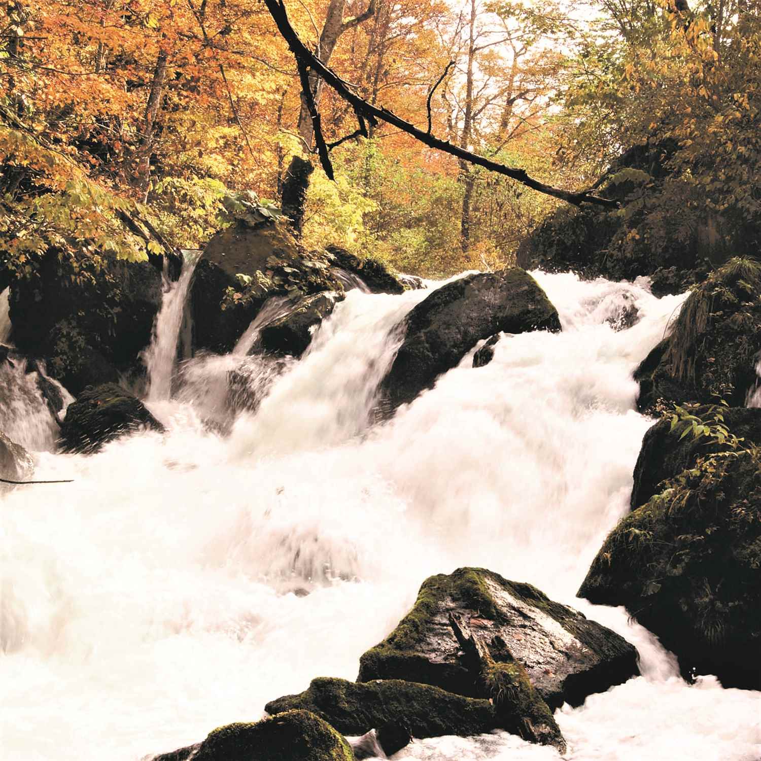Photos: Oirase Stream in Aomori Prefecture | JAPANICLE