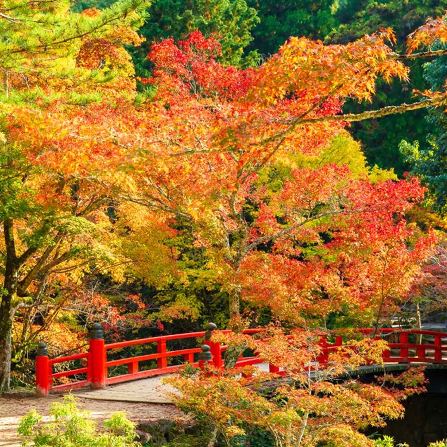 Photos: Miyajima in autumn | JAPANICLE